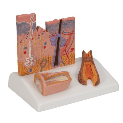 3B Scientific Skin Anatomy Chart | Health and Care